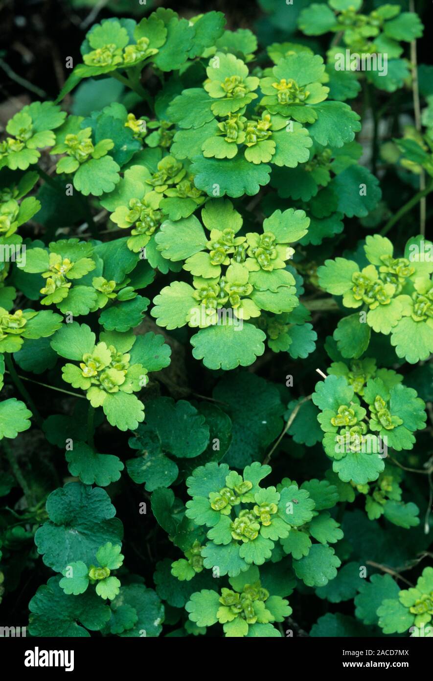 Alternate-leaved golden saxifrage (Chrysosplenium alternifolium Stock ...
