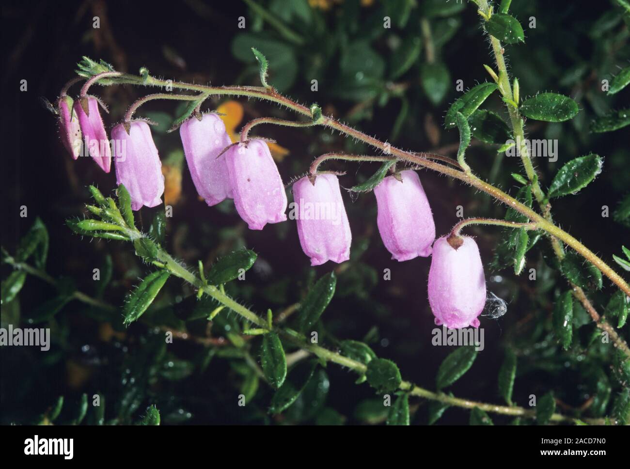 St Dabeoc's heath flowers (Daboecia cantabrica). This plant is also ...
