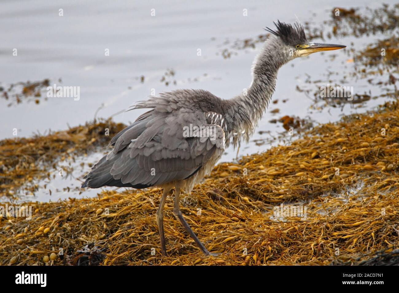 Grey heron scotland hi-res stock photography and images - Alamy