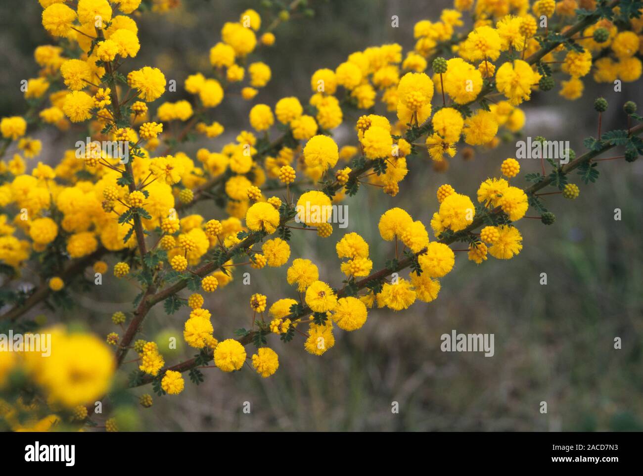 Prickly moses flowers (Acacia pulchella). Photographed in Kalamunda ...