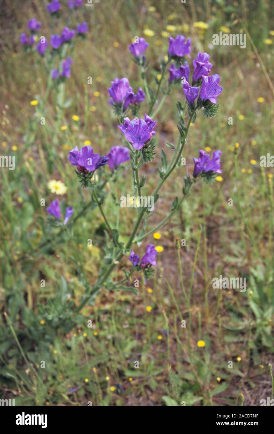 Paterson's curse flowers (Echium plantagineum). This plant is an ...