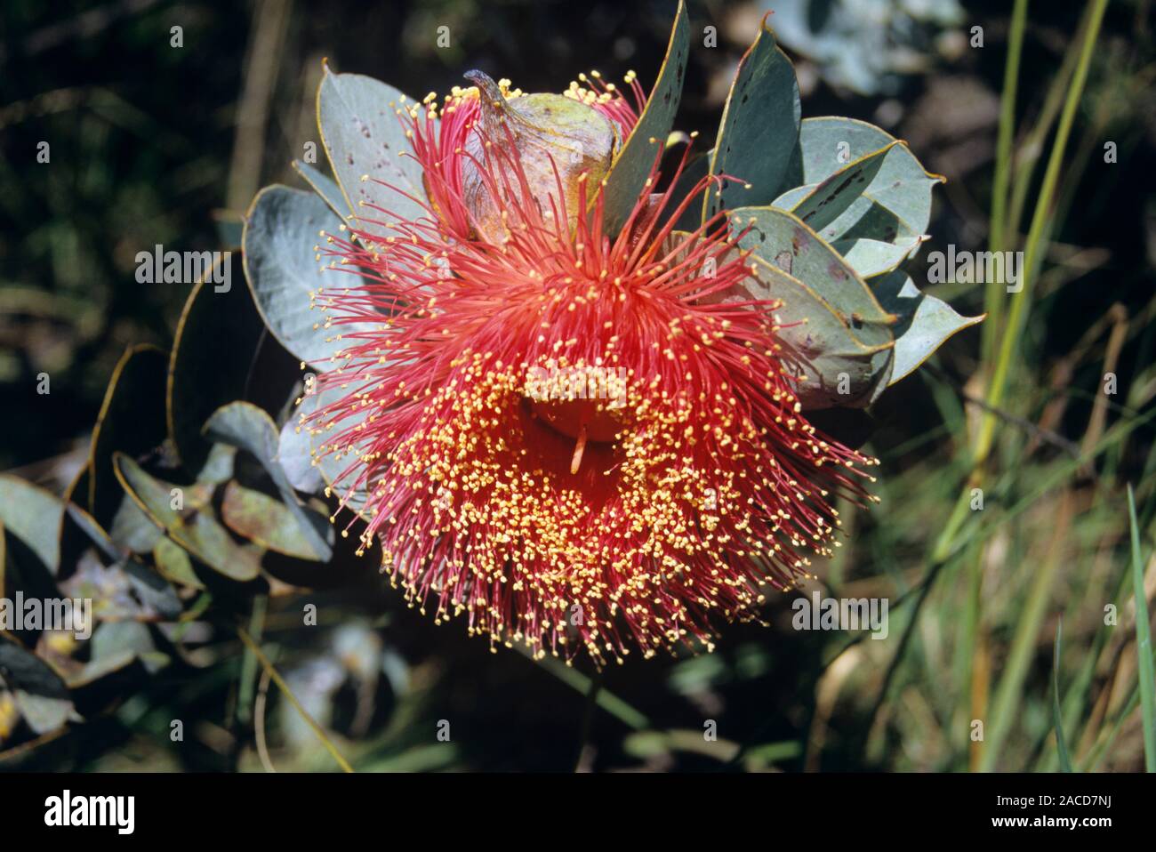 Mottlecah flower (Eucalyptus macrocarpa). Photographed near Cataby ...