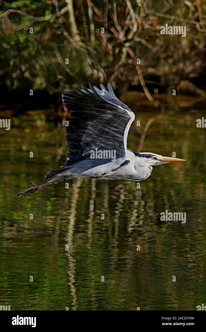 Grey heron flying scotland hi-res stock photography and images - Alamy