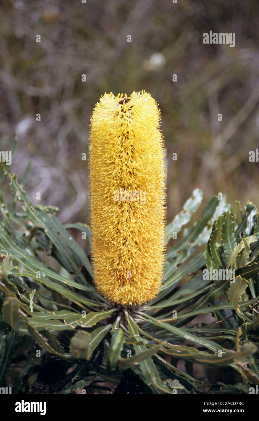 Slender Banksia flower head (Banksia attenuata). Photographed at Two ...