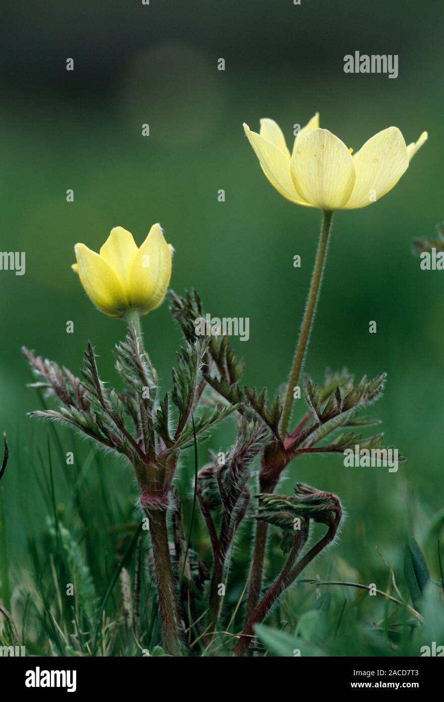 Alpine pasque flowers (Pulsatilla alpina apiifolia Stock Photo - Alamy