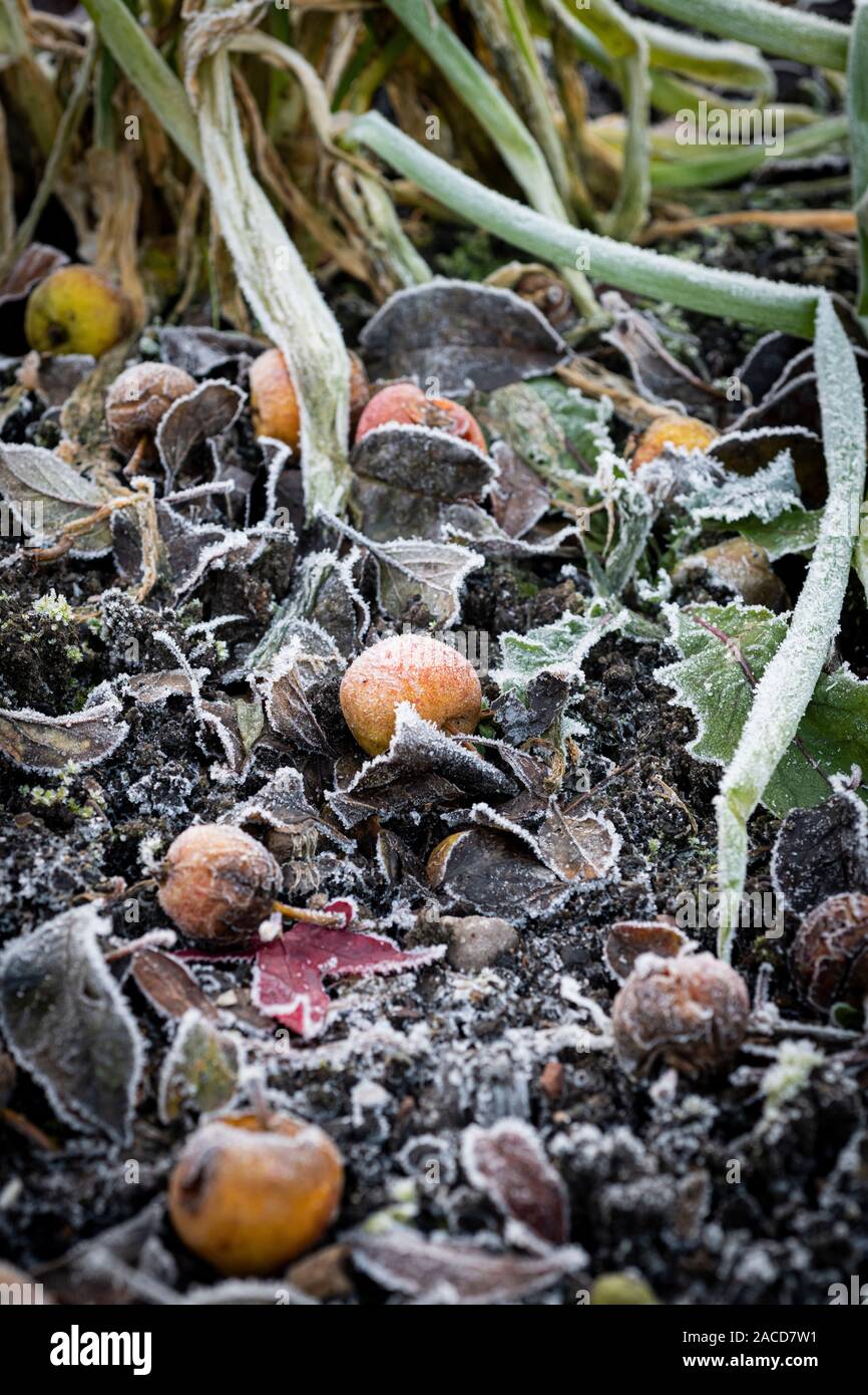 Wind fallen apples rotting on the ground covered in frost Stock Photo ...