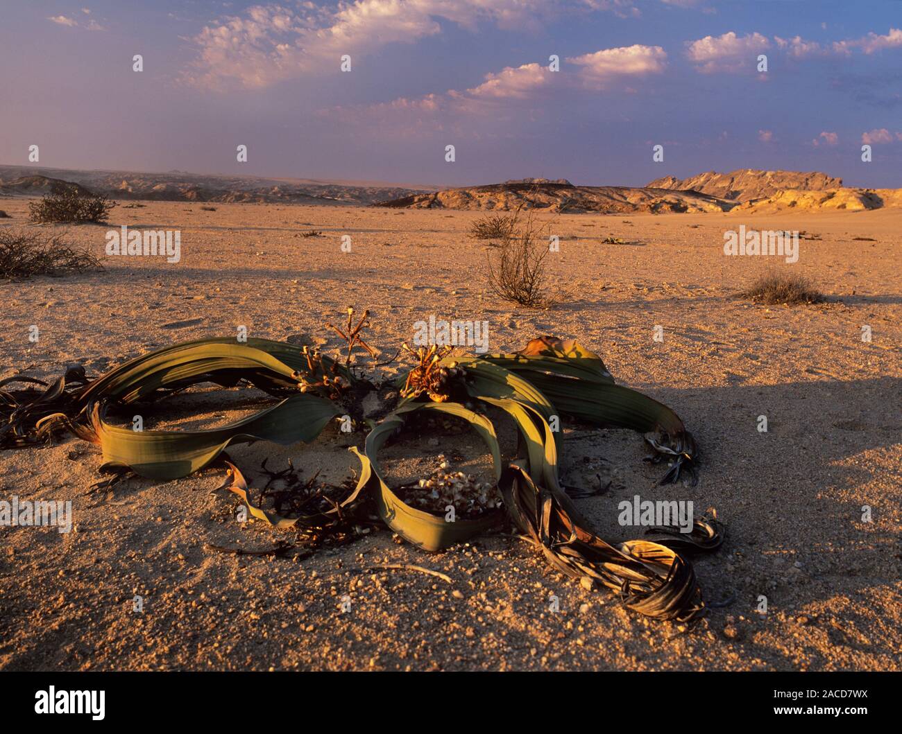 Welwitschia mirabilis. This unique plant consists of a woody stem and ...