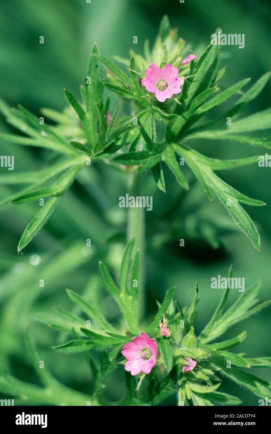 Cut-leaved cranesbill (Geranium dissectum). Photographed on West Sussex ...
