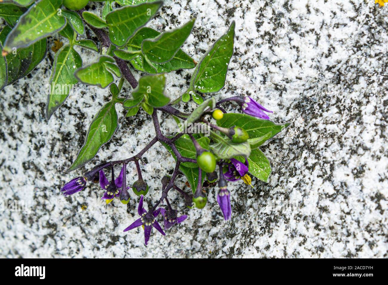 Climbing nightshade hi-res stock photography and images - Alamy