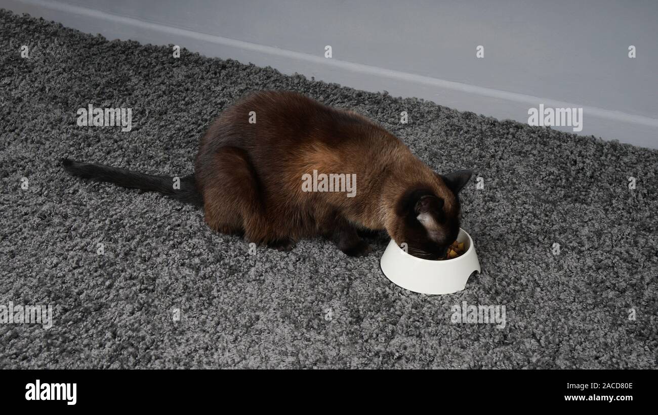 Eating siamese cat hi-res stock photography and images - Alamy