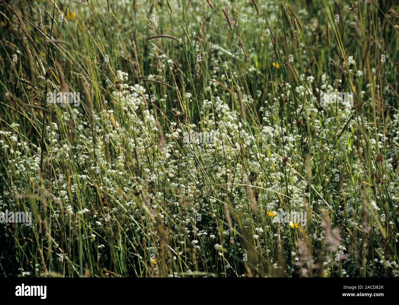 Marsh bedstraw flowers (Galium palustre), in a traditional floodplain ...