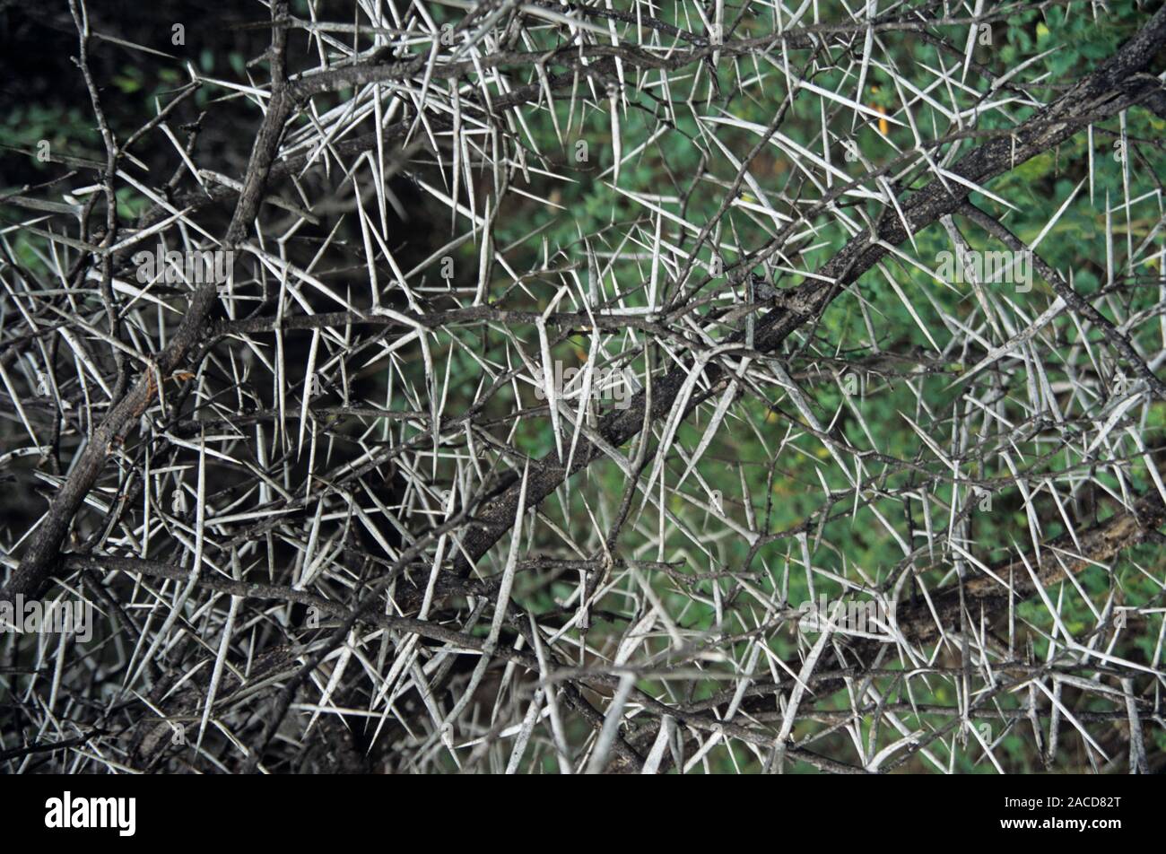 Acacia thorns (Acacia karoo). Photographed in South Africa Stock Photo ...