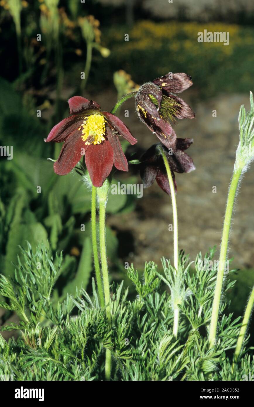 Red pasque flowers (Pulsatilla vulgaris 'Rubra' Stock Photo - Alamy