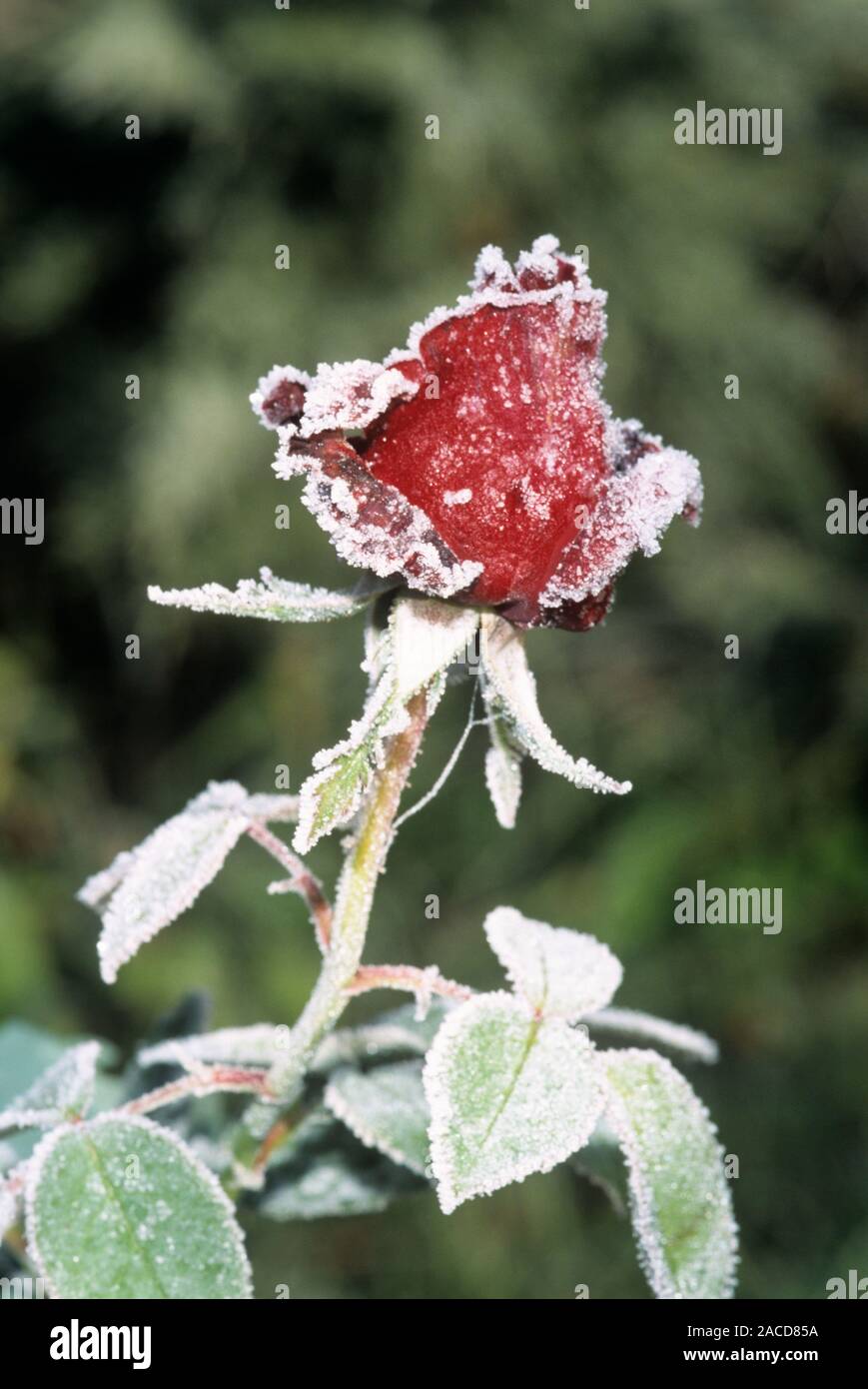 Frost covered rose bud (Rosa 'Manheim' Stock Photo - Alamy