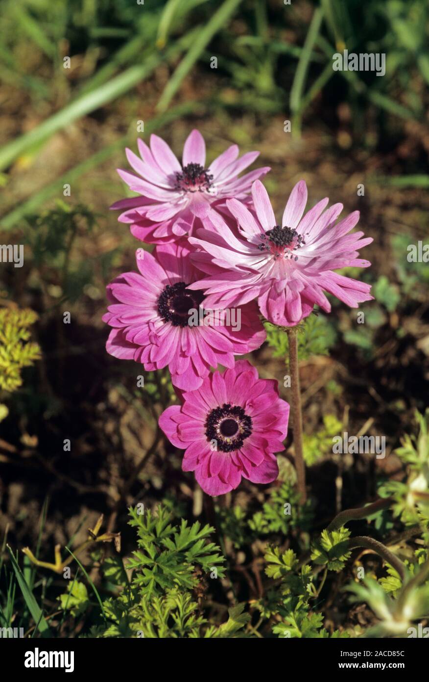 Windflowers (Anemone coronaria 'St. Brigid' Stock Photo - Alamy