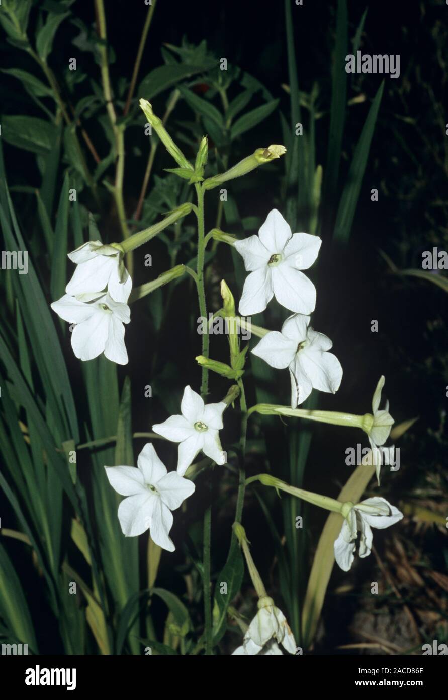 Flowering tobacco flowers (Nicotiana x sanderae 'Fragrant Cloud' Stock ...