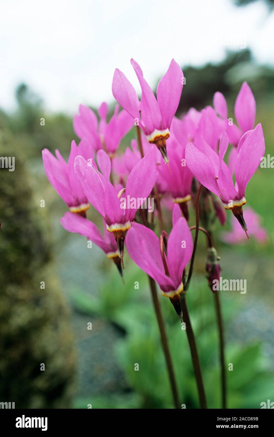 Shooting star flowers (Dodecatheon radicatum 'Red Wings'). Photographed ...