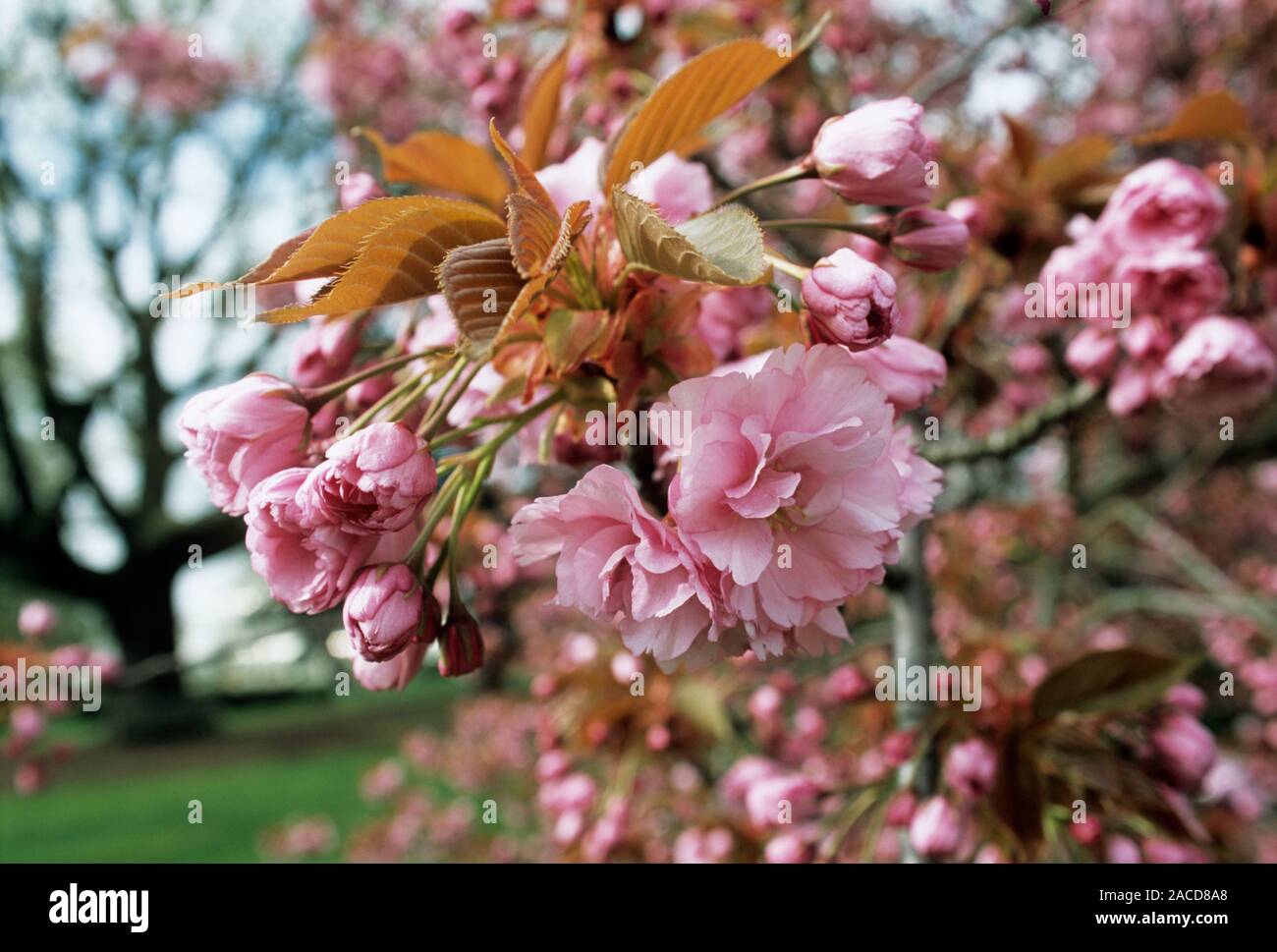 Cherry blossom (Prunus 'Kanzan'). Photographed at Kew Gardens, in April ...