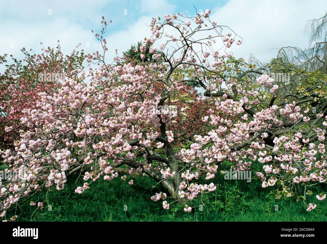 Cherry tree (Prunus 'Oshokun') in blossom. Photographed at Kew Gardens ...