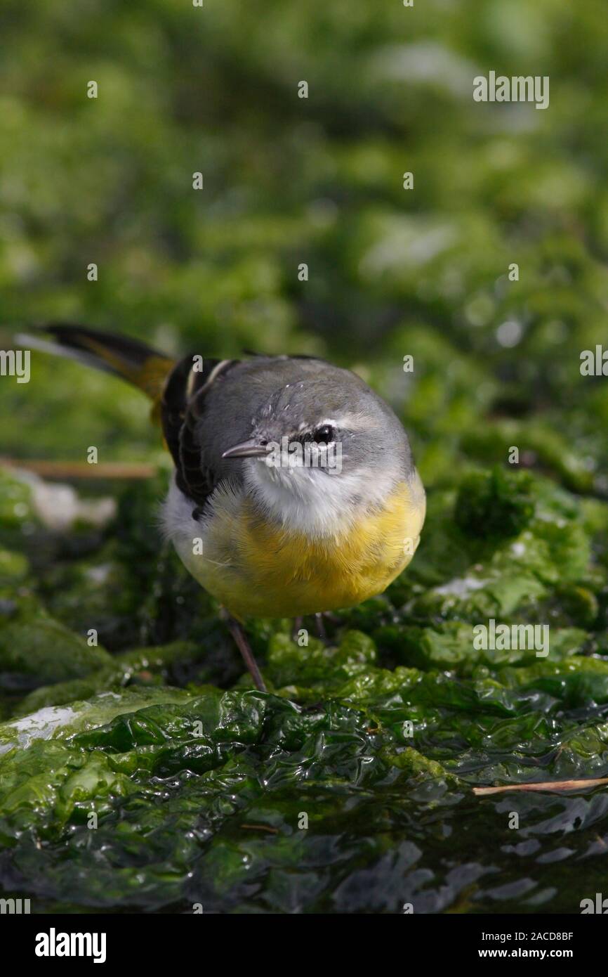 Female wagtail hi-res stock photography and images - Alamy
