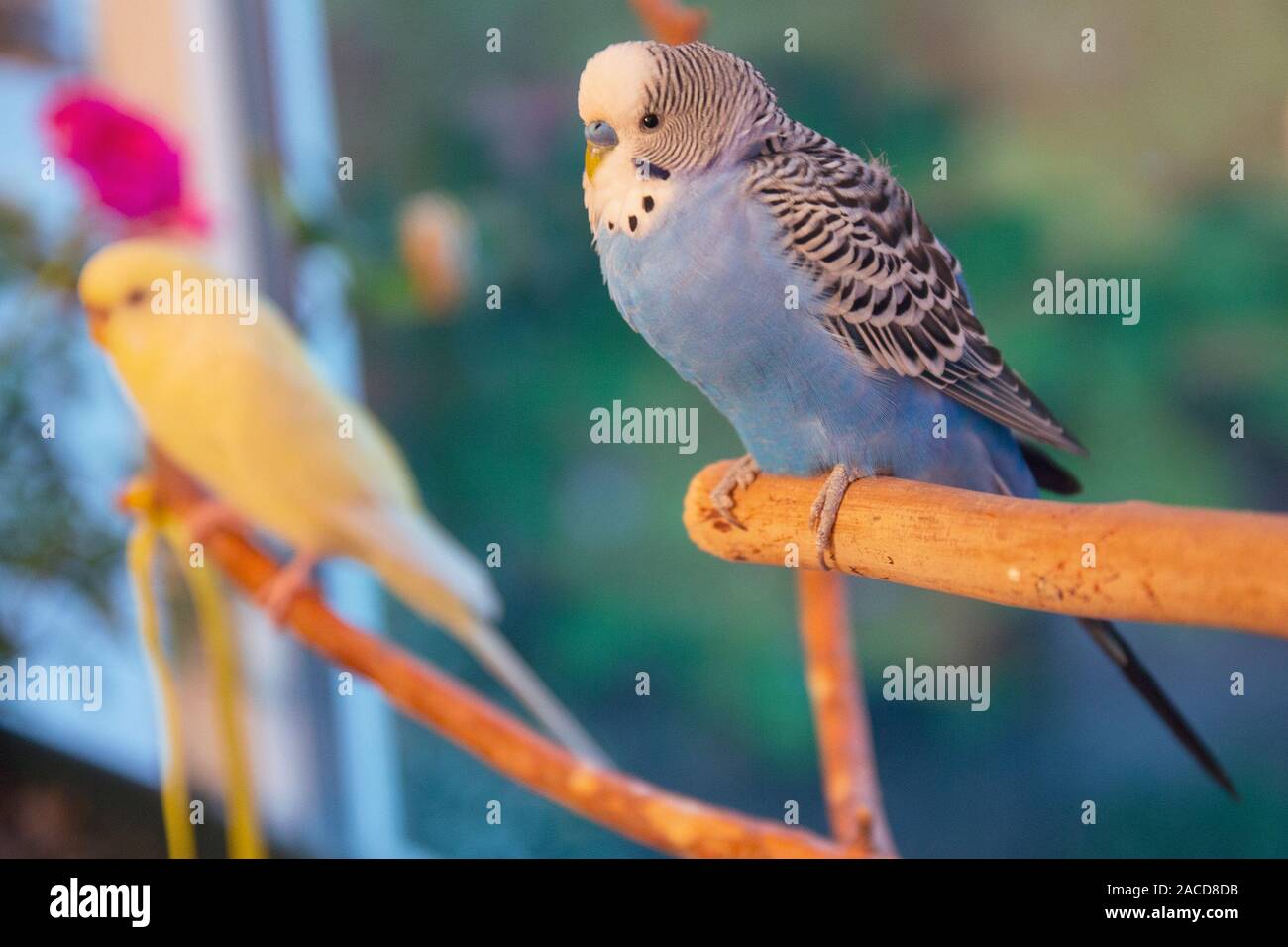 Couple pet budgie sitting on a perch. Birds Stock Photo - Alamy