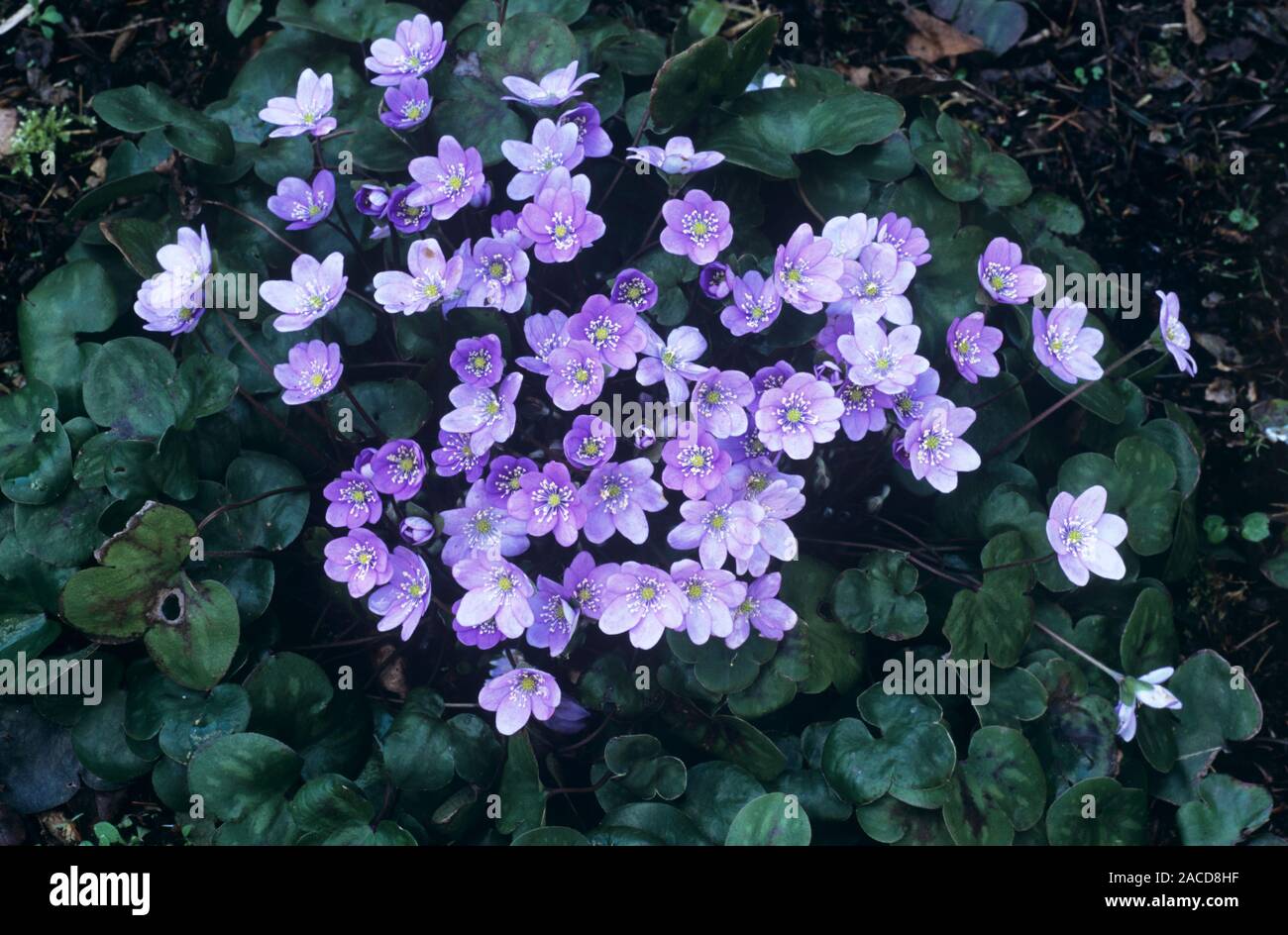 Liver leaf flowers (Hepatica transsilvanica). Photographed in February ...