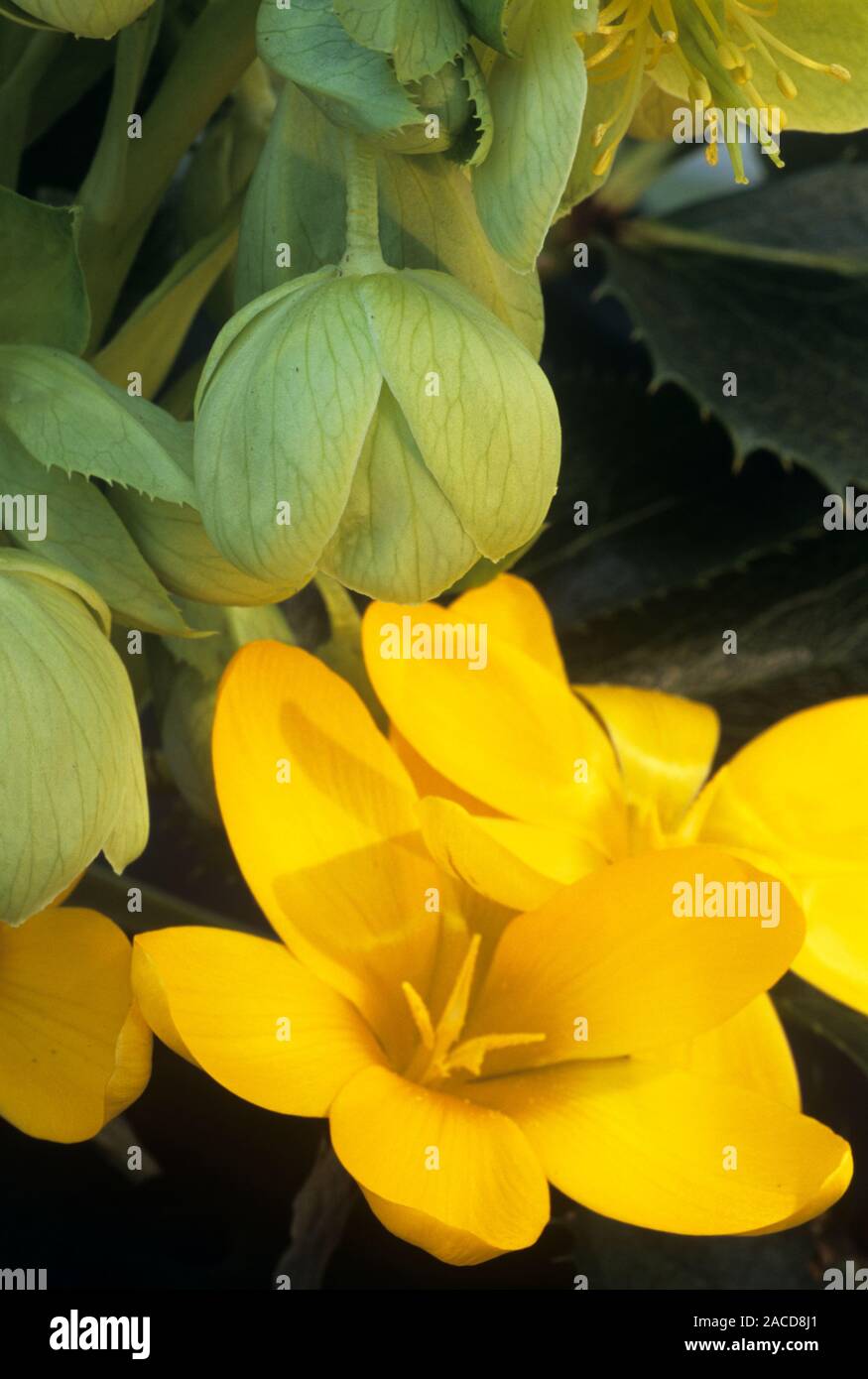 Yellow dutch crocus (Crocus sp.) and stinking hellebore flowers ...