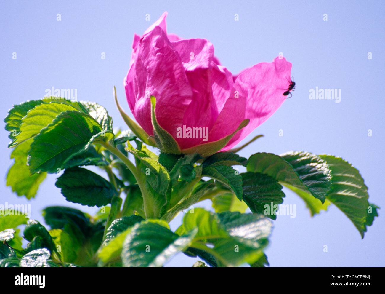 Salt spray rose flower (Rosa rugosa). Photographed in Russia Stock ...