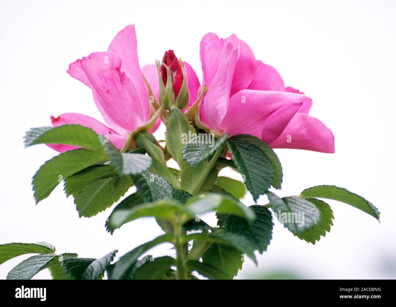 Salt spray rose flowers (Rosa rugosa). Photographed in Russia Stock ...
