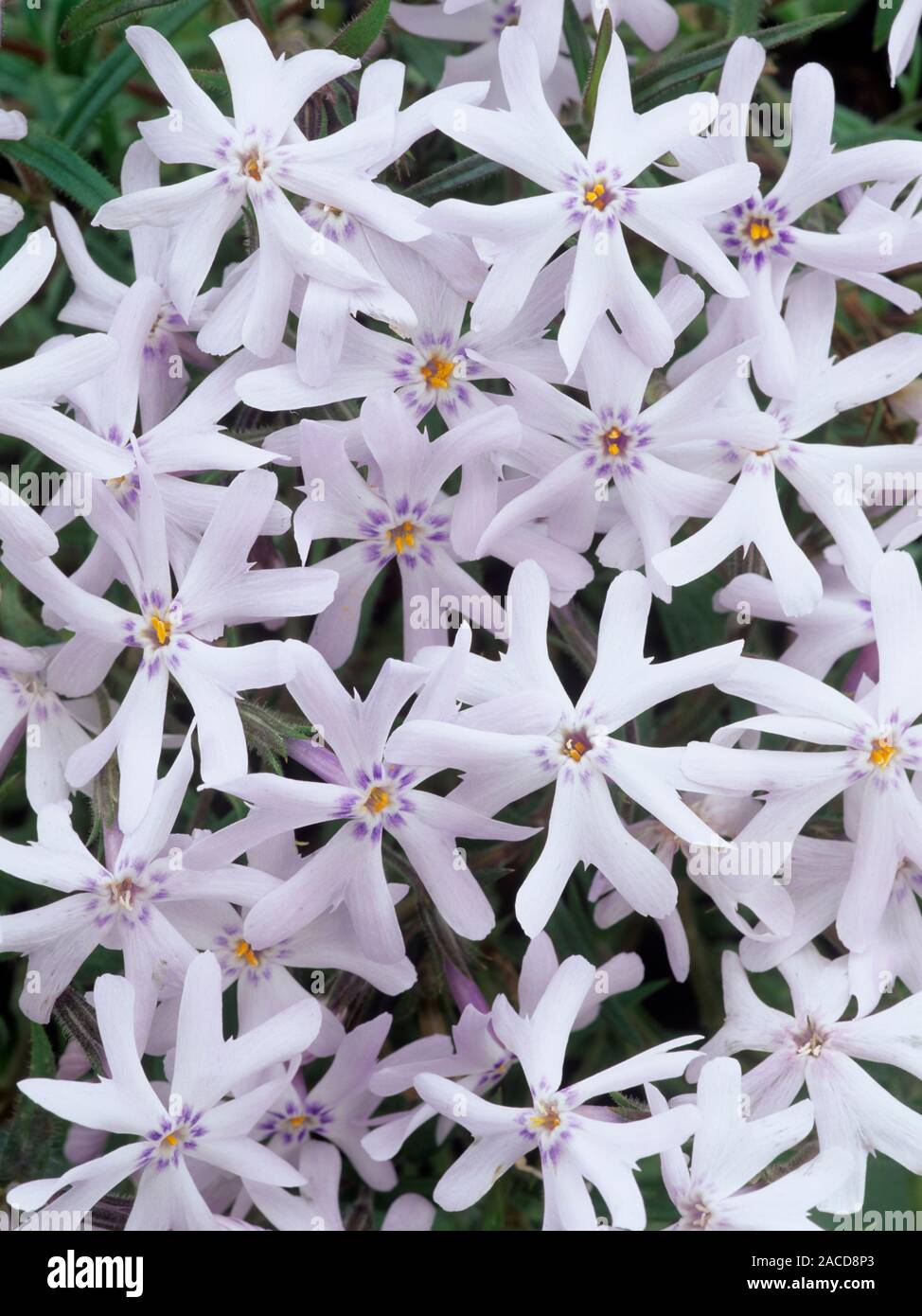Cleft phlox flowers (Phlox bifida 'Frohnleiten' Stock Photo - Alamy
