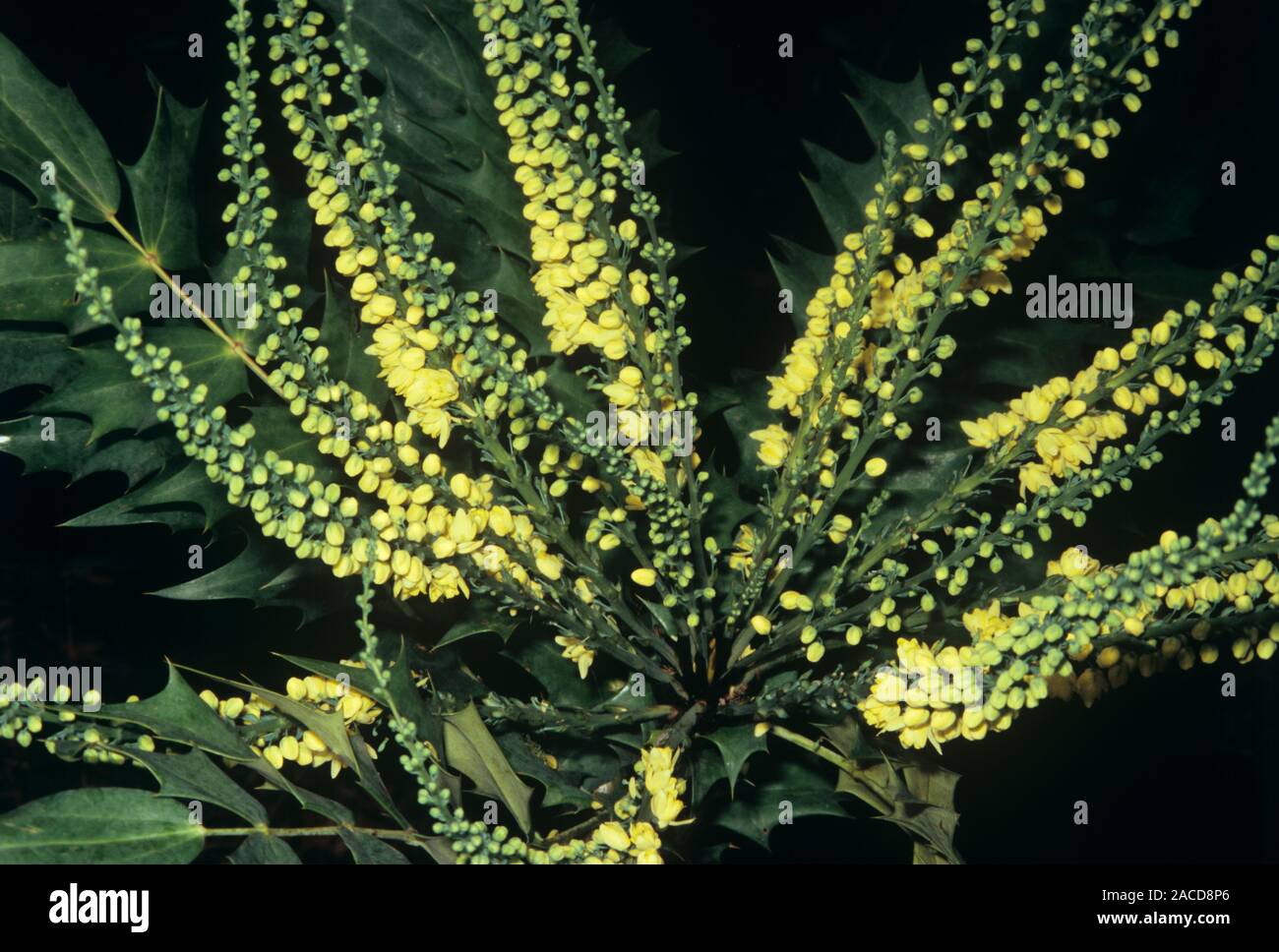 Holly-leaved mahonia flowers (Mahonia aquifollium Stock Photo - Alamy