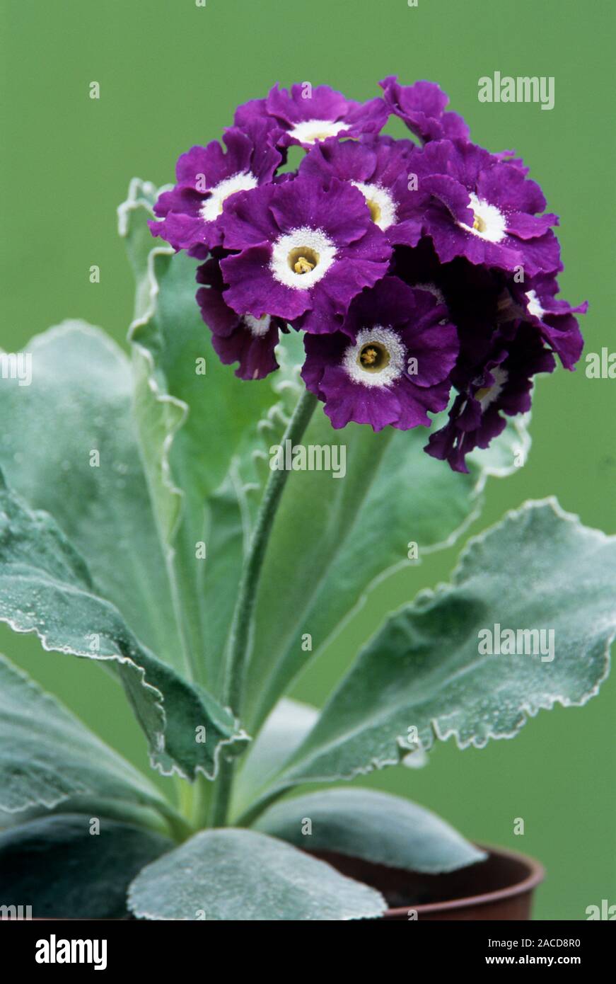 Show auricula flowers (Primula 'Purple Promise' Stock Photo - Alamy