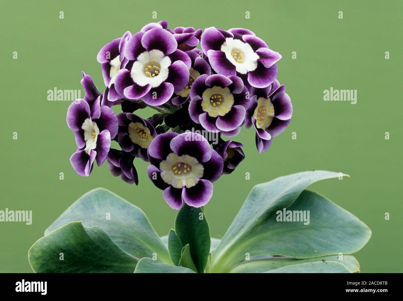 Alpine auricula flowers (Primula 'Elizabeth Anne' Stock Photo - Alamy