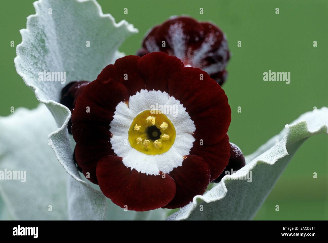 Show auricula flowers (Primula 'Gizabroon' Stock Photo - Alamy