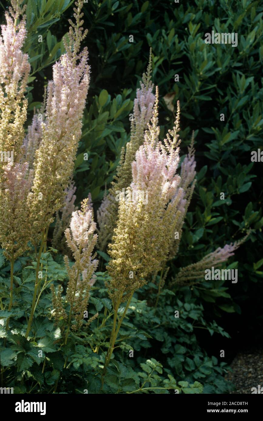 False goat's beard flowers (Astilbe taquetti 'Superba'). Photographed ...