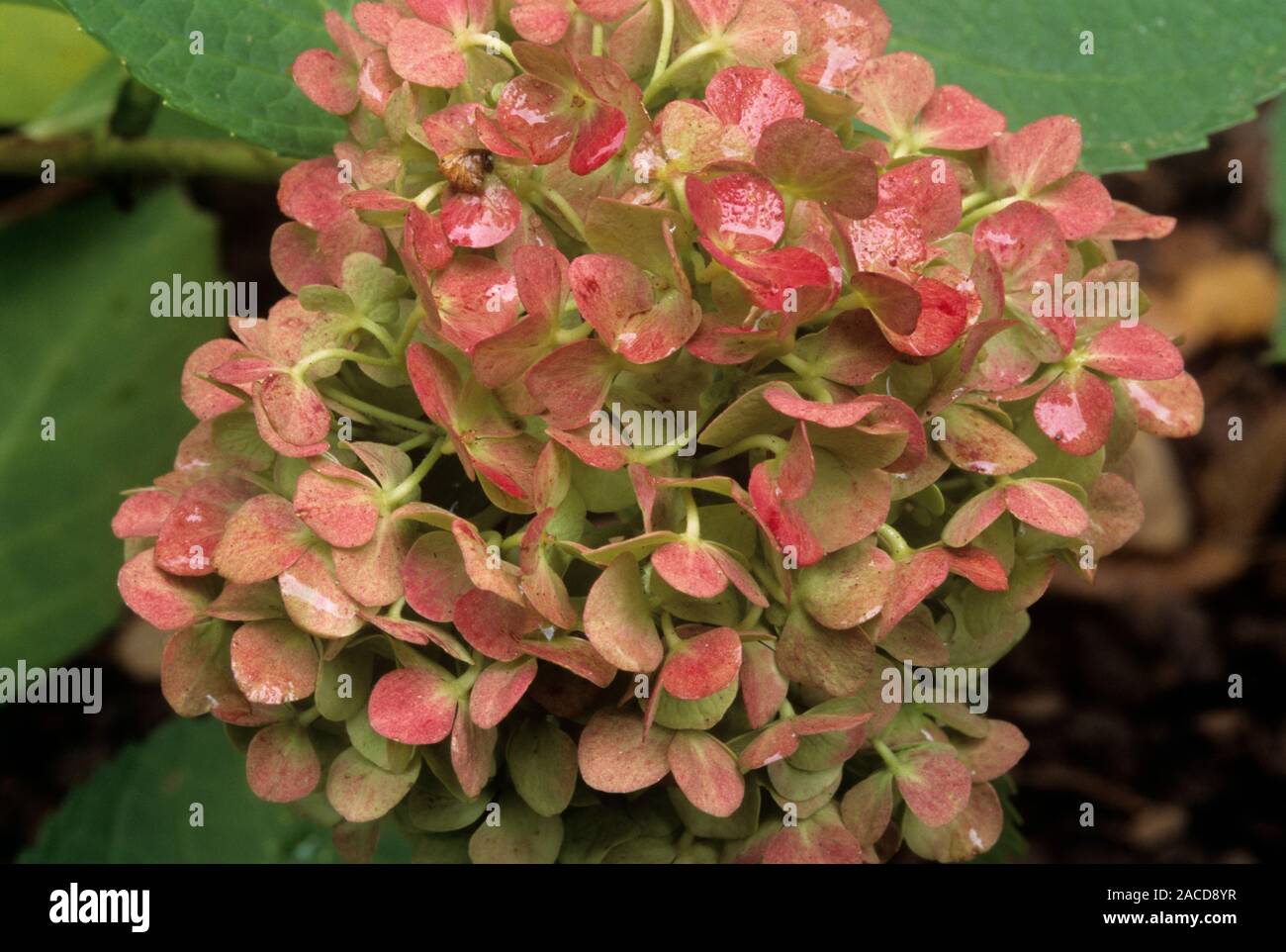Hydrangea flower (Hydrangea macrophylla 'Madame Emile Meuillere ...