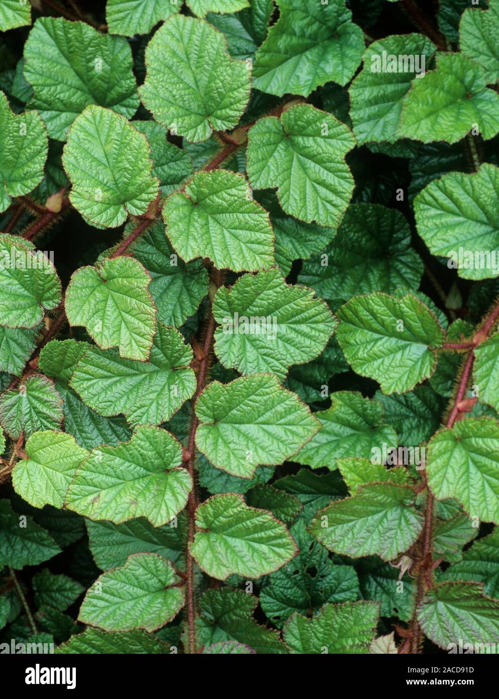 Creeping bramble (Rubus tricolor) foliage Stock Photo - Alamy