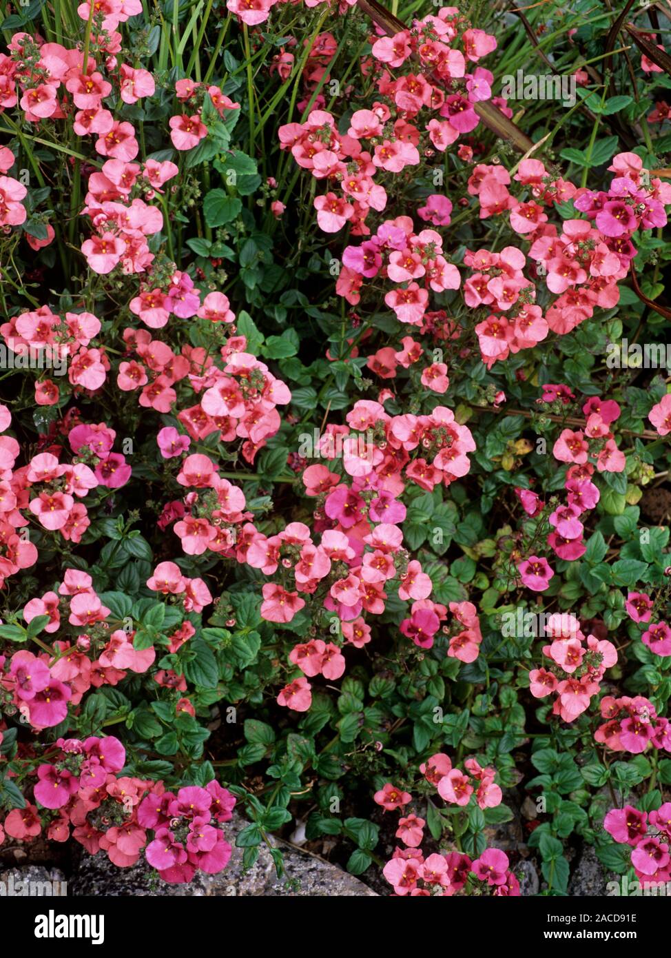 Twinspur flowers (Diascia barberae 'Ruby Field' Stock Photo - Alamy