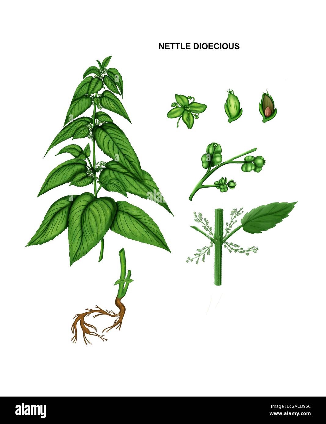 Illustration of nettle dioecious. Drug plant Stock Photo - Alamy
