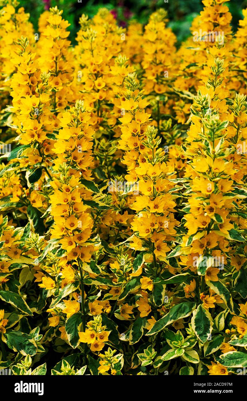 Yellow loosestrife (Lysimachia puncata 'Alexander') flowers Stock Photo ...