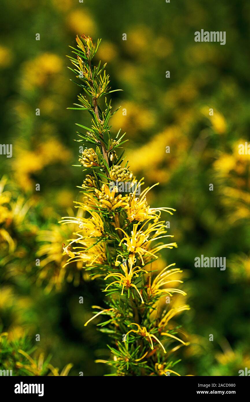 Grevillea (Grevillea juniperina) flowers Stock Photo - Alamy