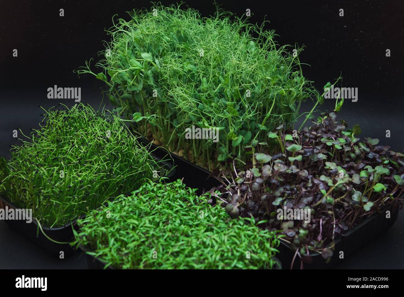 Micro greens sprouts Stock Photo - Alamy