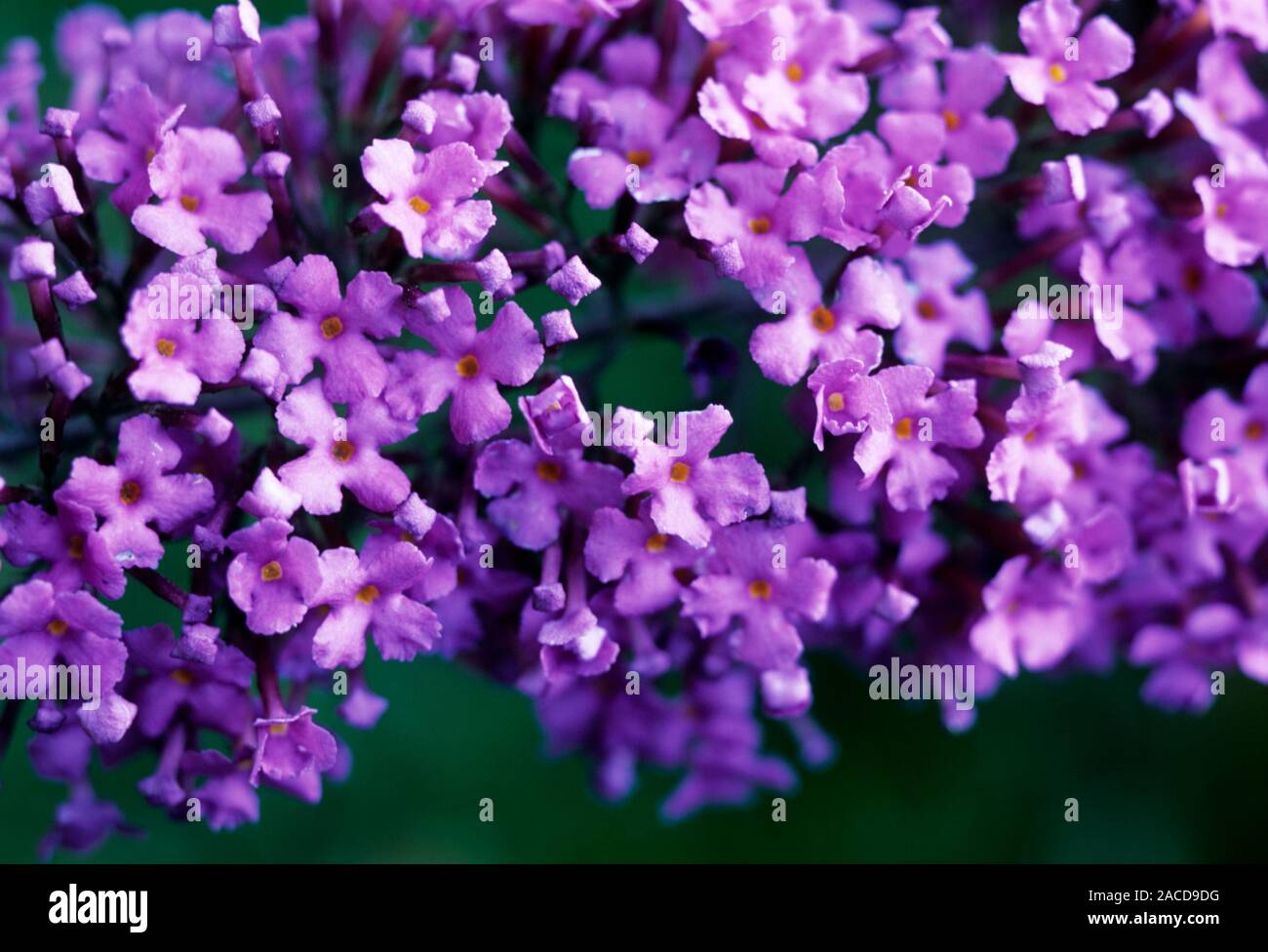 Butterfly bush (Buddleia davidii), lilac flowers. This shrub is ...