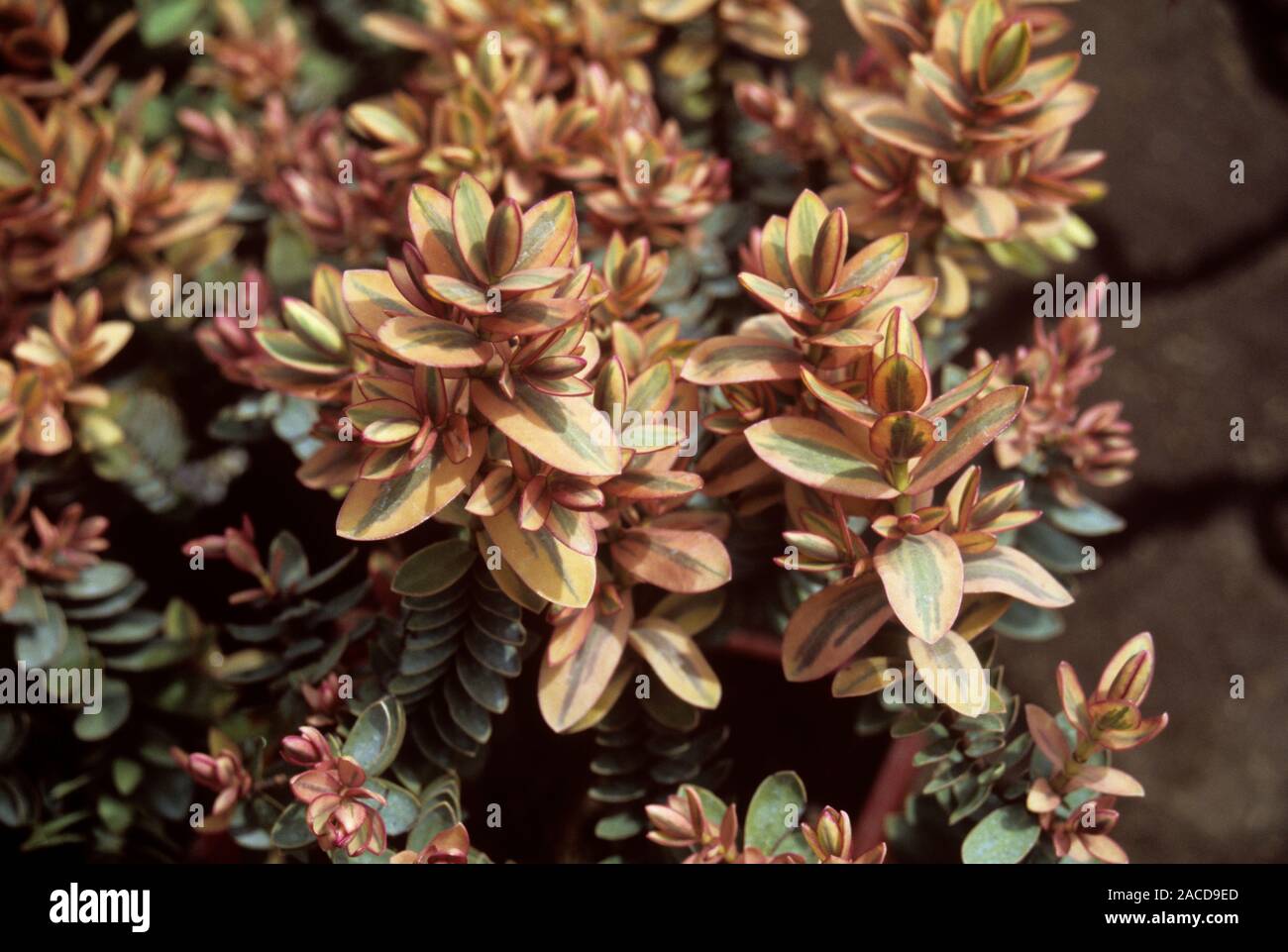 Hebe foliage (Hebe 'Pink Elephant' Stock Photo - Alamy