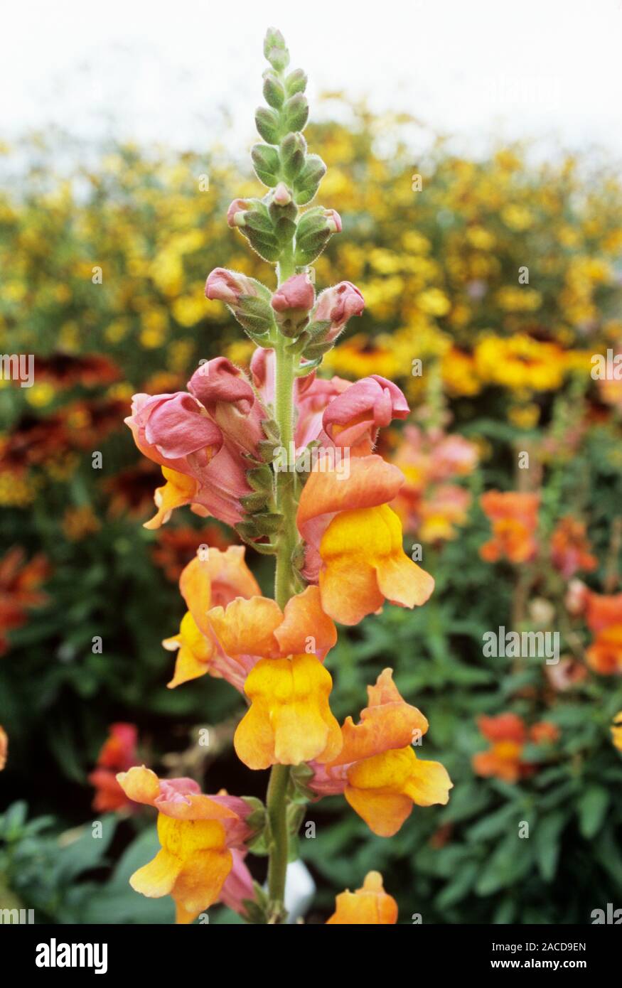 Snapdragon (Antirrhinum 'Bronze Copper' Stock Photo - Alamy