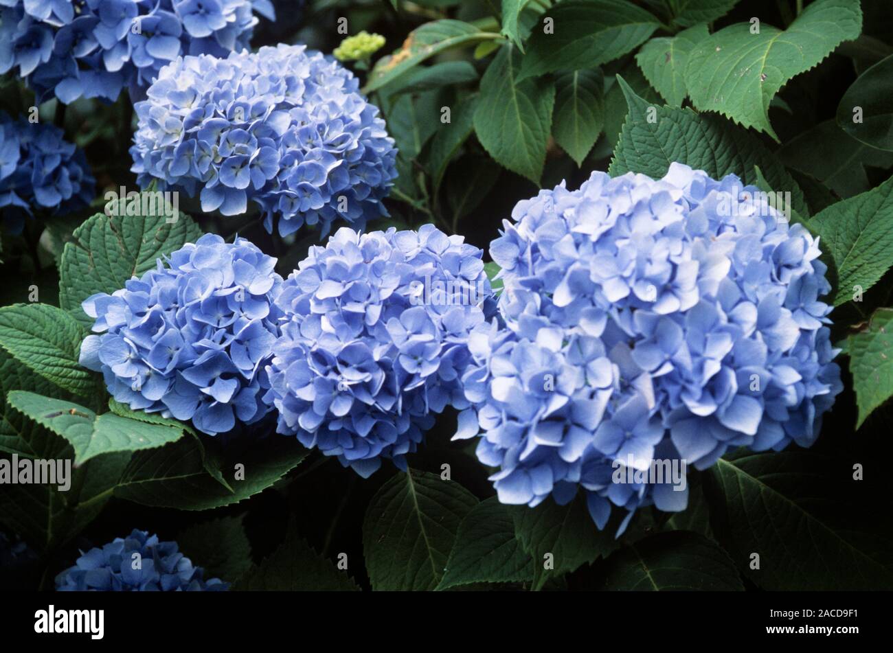 Hydrangea blooms (Hydrangea macrophylla 'Blue Bonnet'). Photographed in ...
