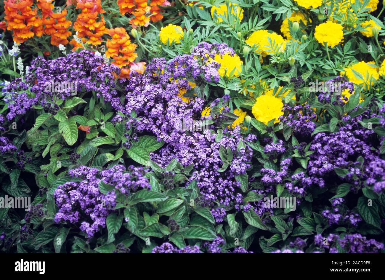 Heliotrope (Heliotropium arborescens 'Marine', purple Stock Photo - Alamy