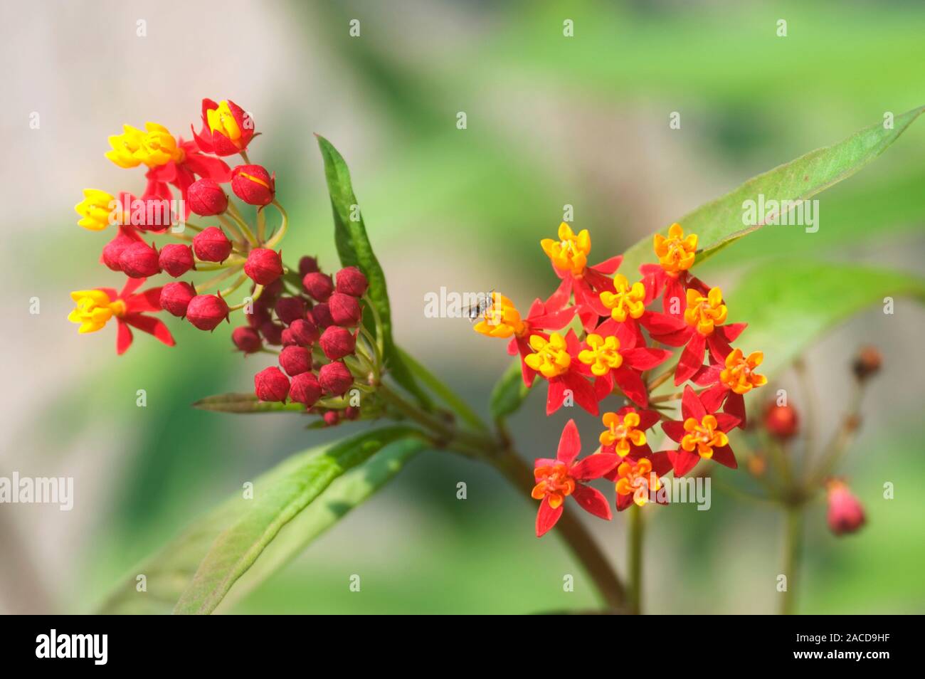 Butterfly weed (Asclepias tuberosa) flowers Stock Photo - Alamy