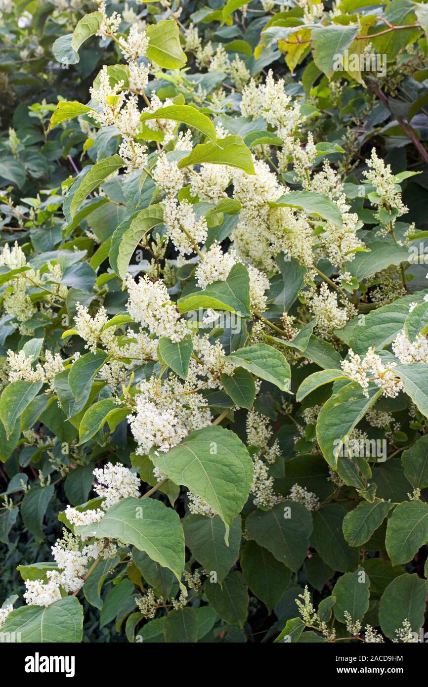Japanese knotweed flowers (Fallopia japonica). This species was ...