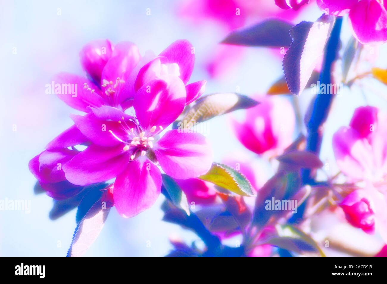 Sweet crabapple (Malus coronaria) blossom Stock Photo - Alamy
